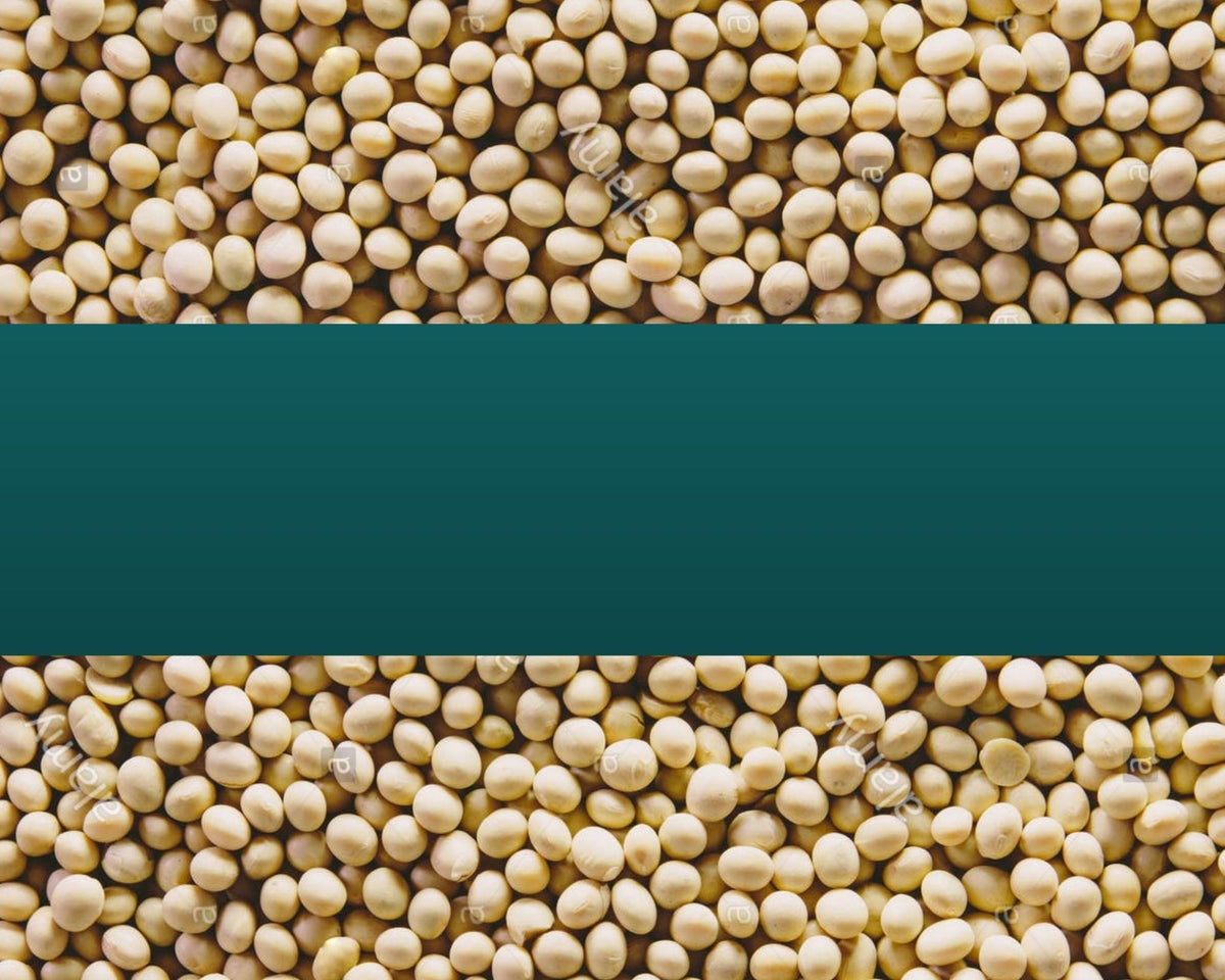 Beans (ပဲ) – Myanmar Grocery Online